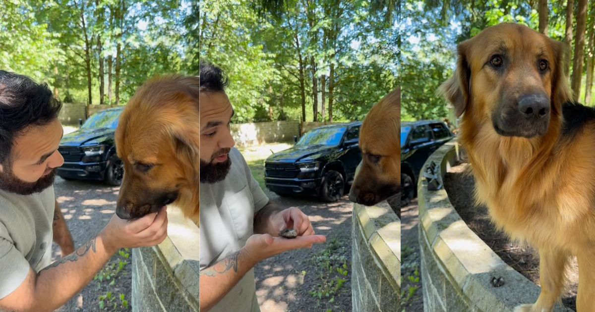 Video: Dog Dad’s Negotiating Skills With Golden Shepherd Is Top Notch ...