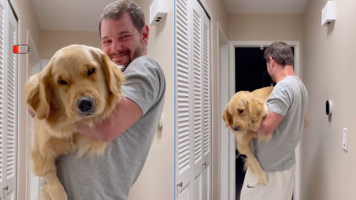Dog Mimics NYPD Siren Adorably in Viral Video