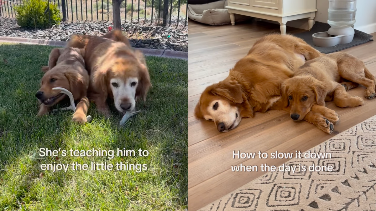 Video: Senior Golden Retriever Teaches Puppy Sibling Important Life Lessons - DogTime
