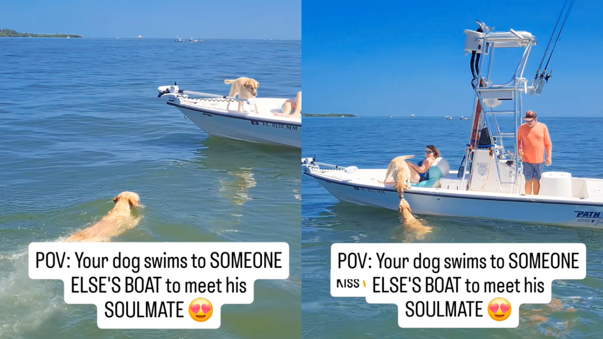 Video: Labrador Finds His ‘Soulmate’ on a Boat Ride - DogTime