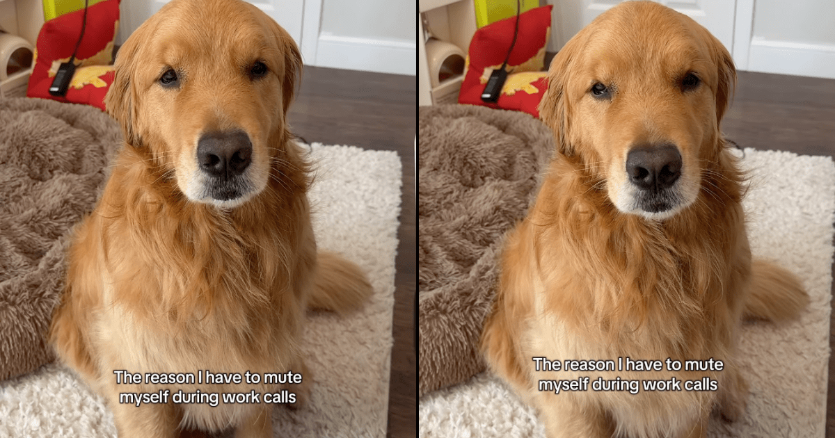 Video: Dog Owner Reveals Why They Are on Mute During Work Calls - DogTime
