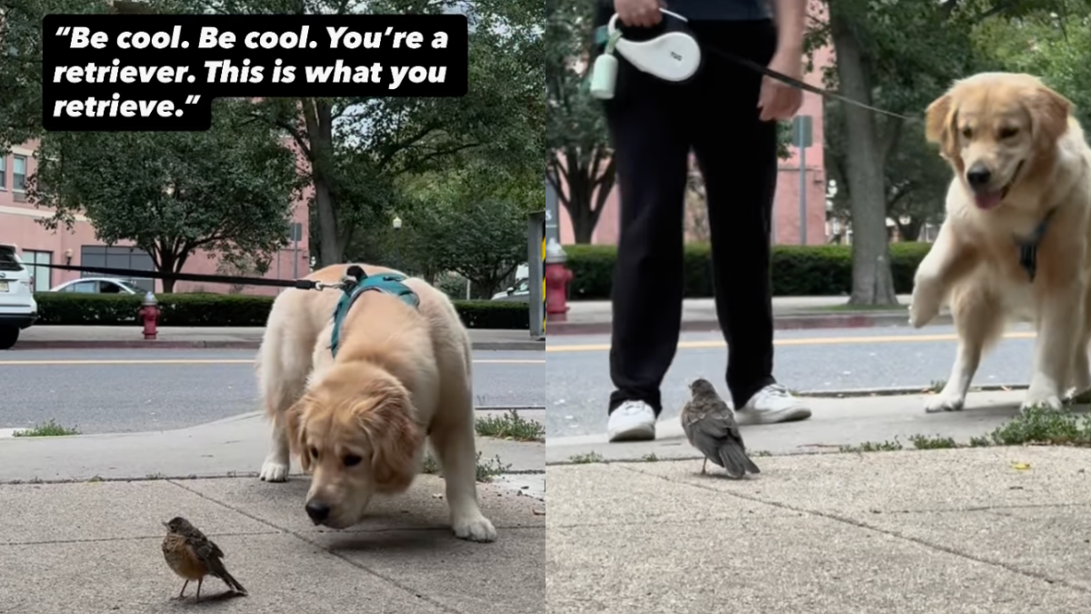 Video: Golden Retriever's Face-Off With a Little Bird Is Peak ...