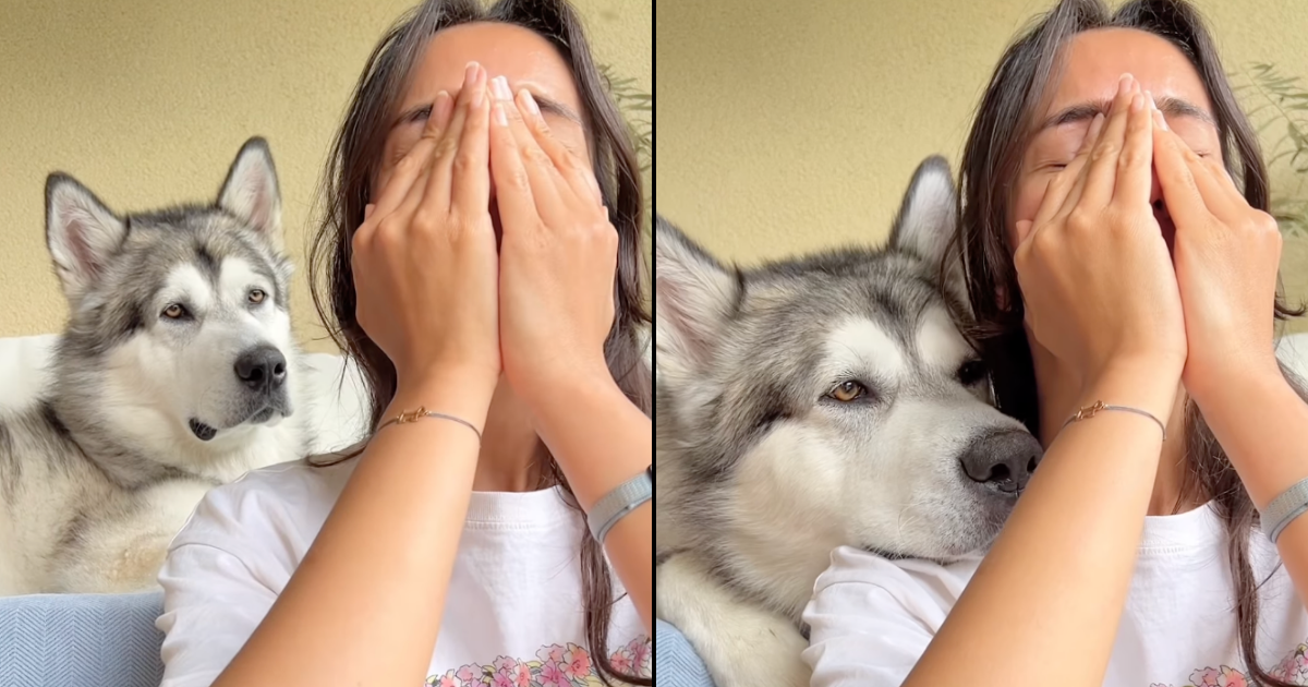 Dog Reacts to Owner Pretending To Cry in Heart-Melting Video - DogTime