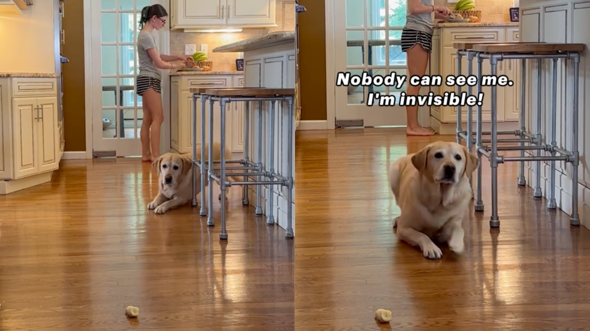 Video: Labrador Activates 'Stealth Mode' & Effortlessly Steals a Banana ...