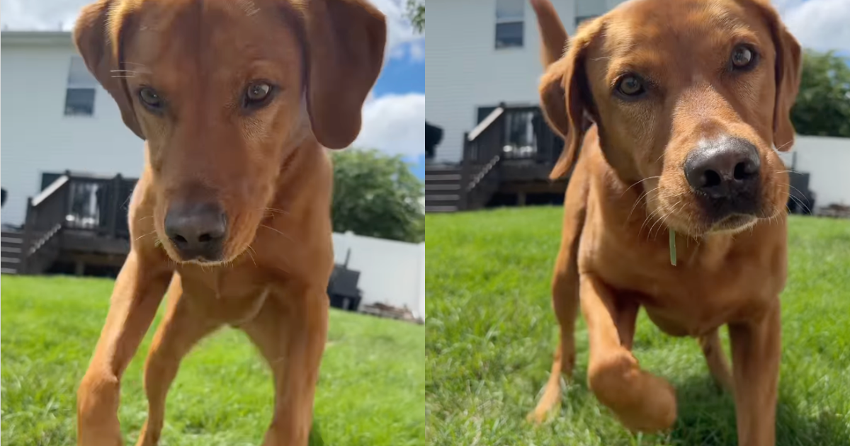 Labrador Shows Off Dancing Skills in Viral Video - DogTime