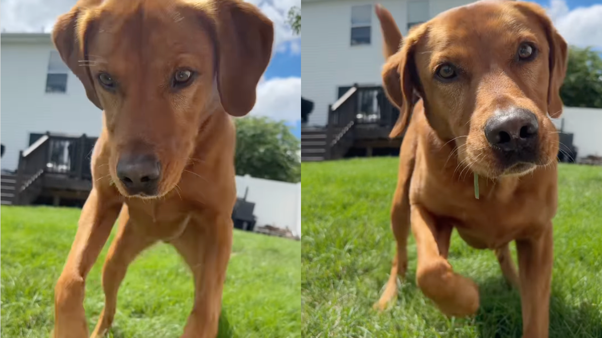 Labrador Shows Off Dancing Skills in Viral Video - DogTime