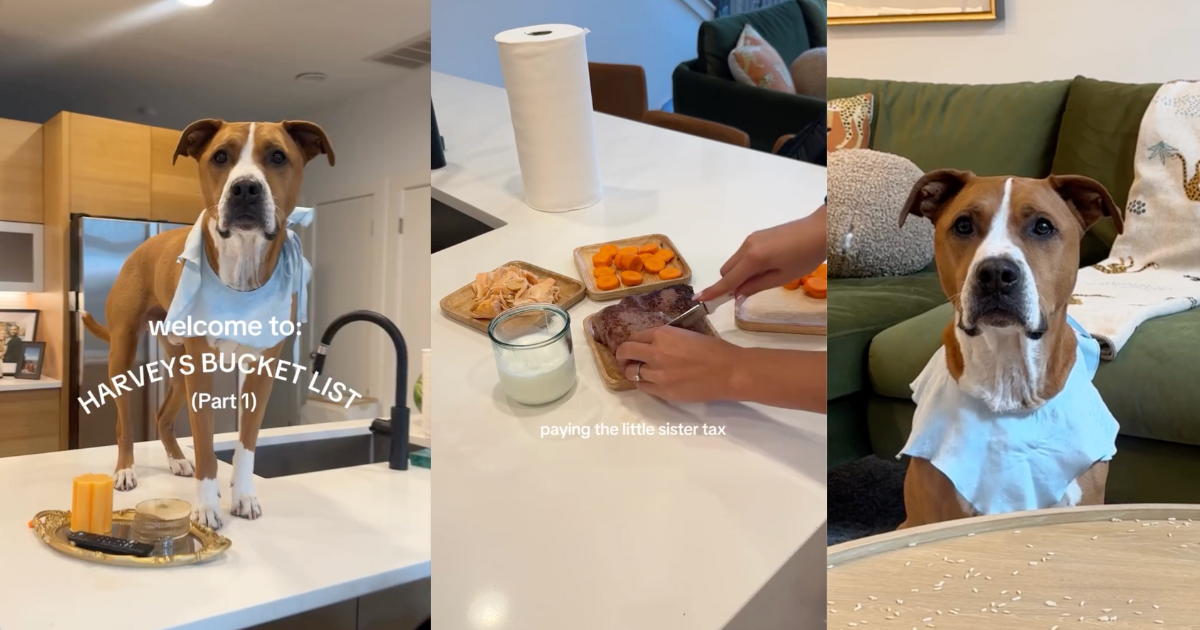 Video: Owner’s Bucket List for Rescue Dog Battling 'Incurable' Cancer ...