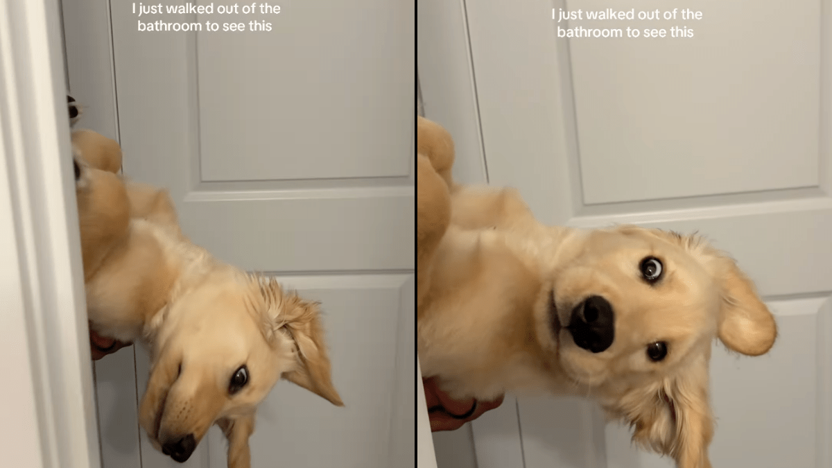 Video: Owner Walks Out of Bathroom To See Golden Retriever Hanging Mid ...