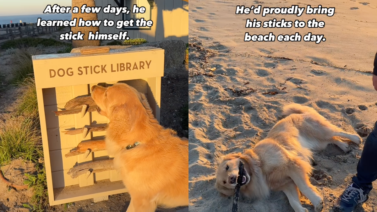 Video: Golden Retriever Chooses His Stick From 'Stick Library' Before ...