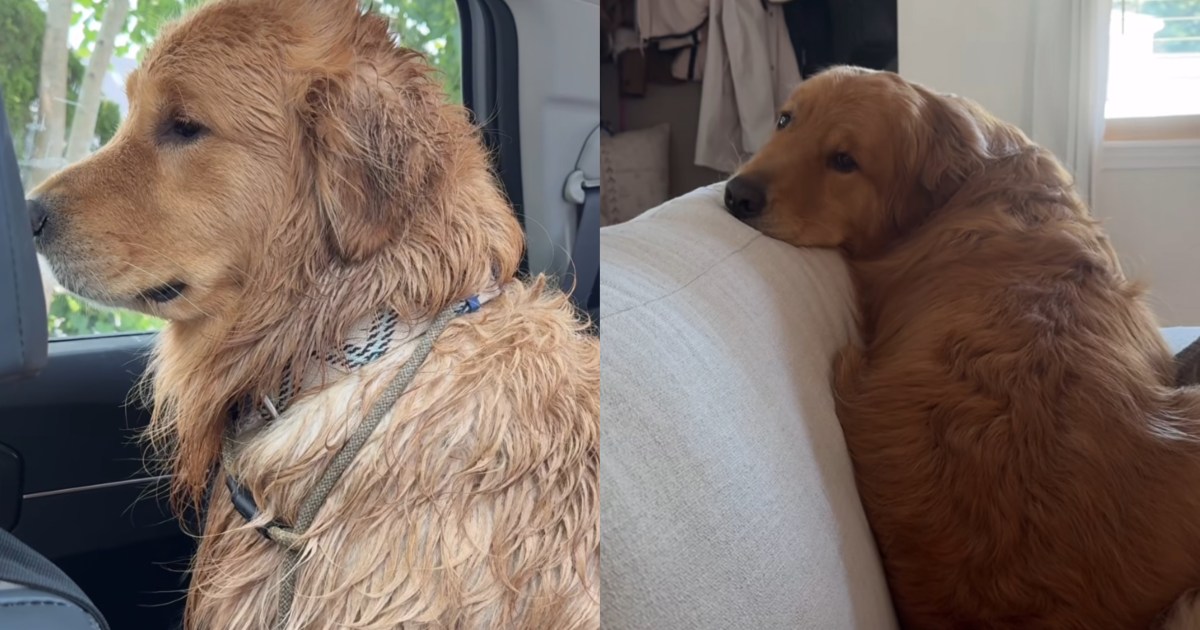 Video: Owner Shares What Made 'Overly Emotional' Golden Retriever Sad