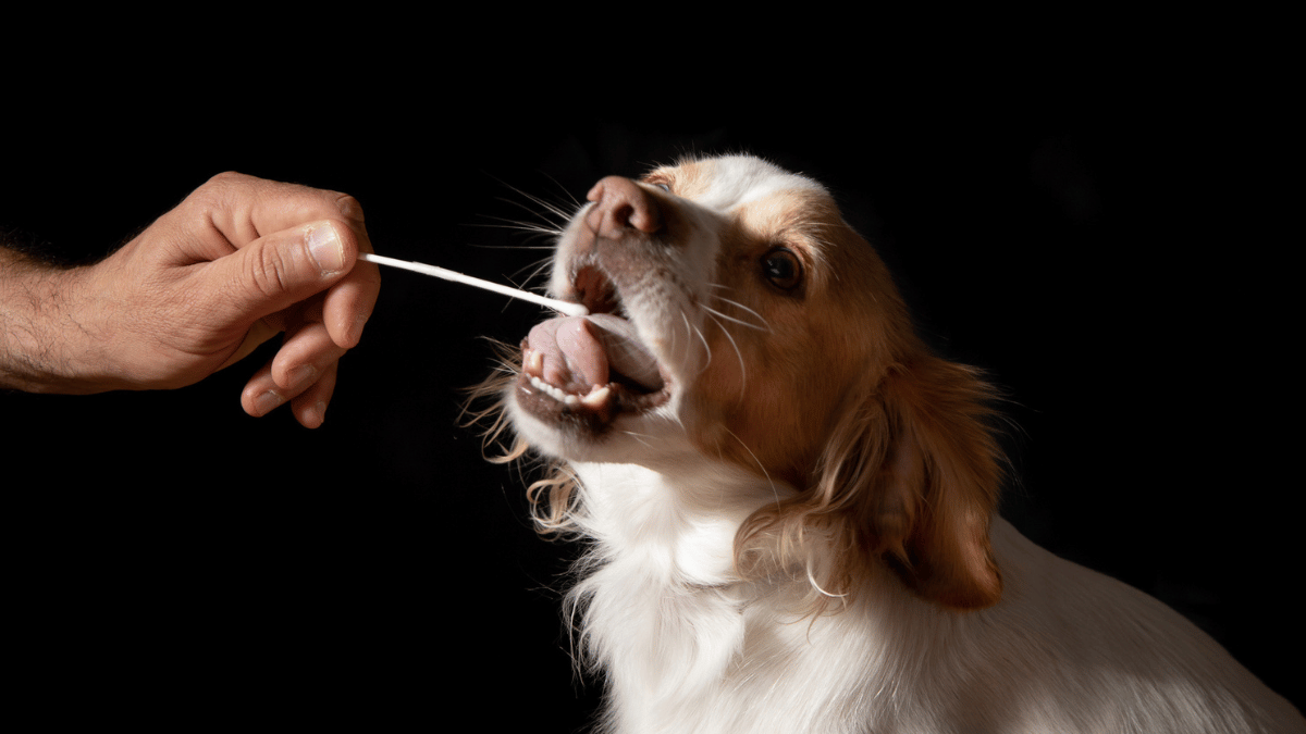 11 Best Dog DNA Test Kits to Understand Your Pet Better - DogTime