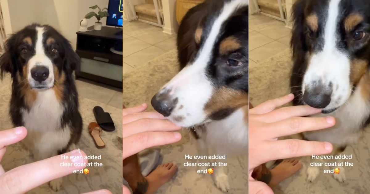 Video: Dog Gives Owner a Manicure & Wins the Internet - DogTime
