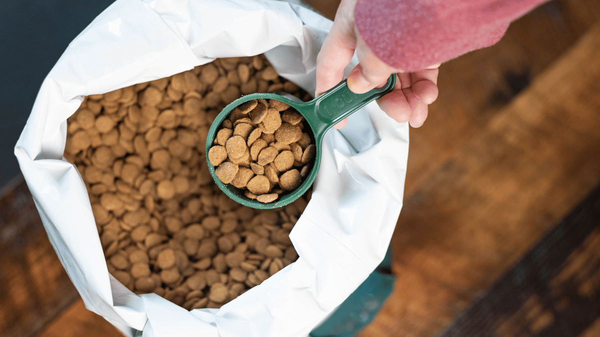 12 Best High-Protein Dog Foods to Fuel Your Canine - DogTime
