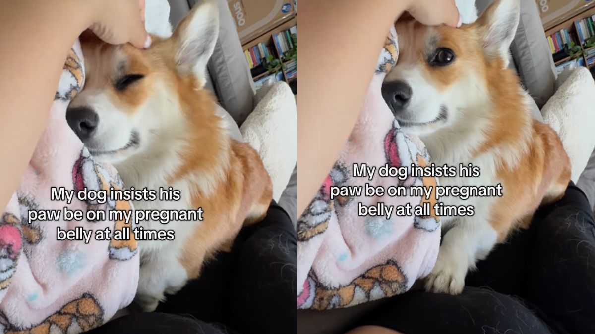 Video: Corgi Insists His Paw Always Be on Mom’s Baby Bump - DogTime