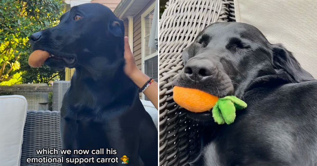 Video: Labrador’s Stuffed Carrot Toy Keeps His ‘Big Feelings’ From ...