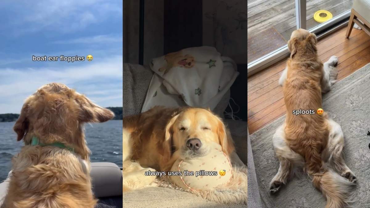 Video: Owner Can’t Pick a Favorite Out of Golden Retriever’s Adorable ...