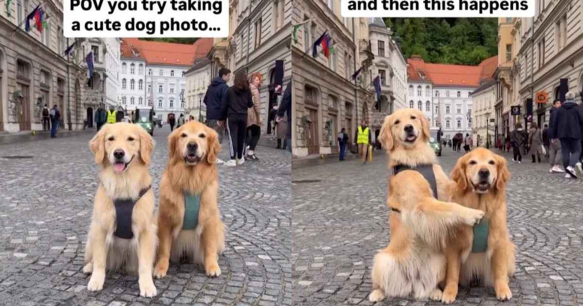 Video: Golden Retriever Siblings’ Hug Captures Hearts - DogTime