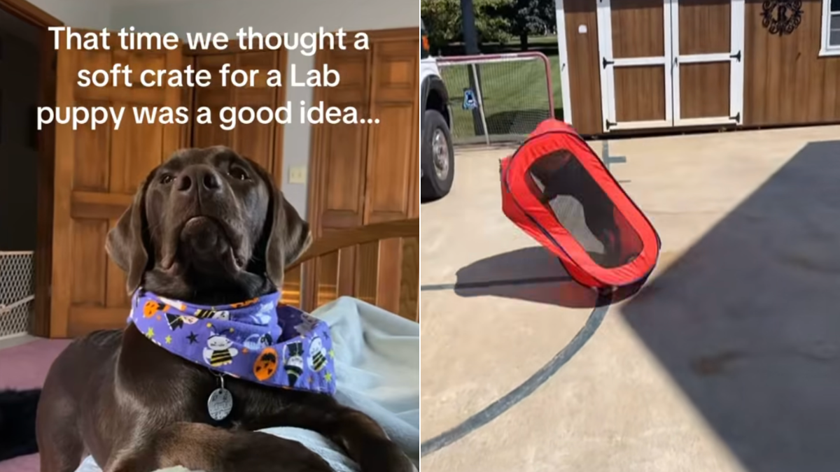 Video: Chocolate Labrador Reacts To Being Put in a Soft Crate - DogTime