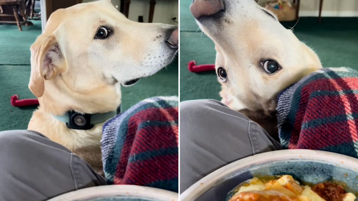 Dog Shows How To Beg for Food the Right Way in TikTok Video - DogTime
