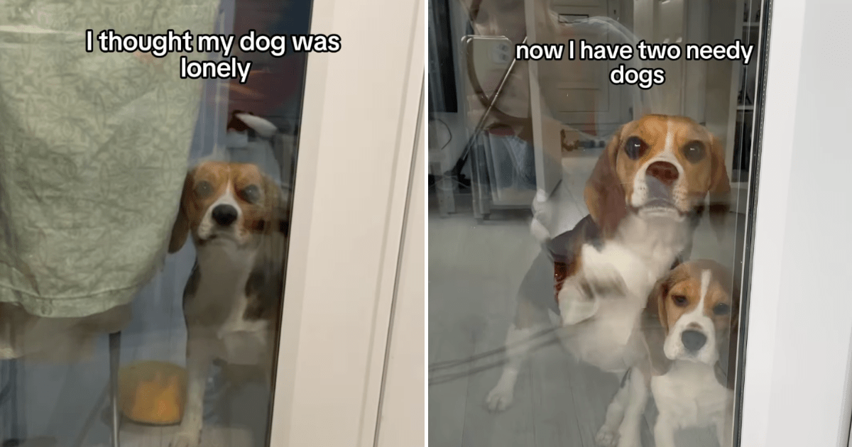 Video: Here’s How Dog Owner Ended up Adopting Two ‘Needy’ Beagles - DogTime