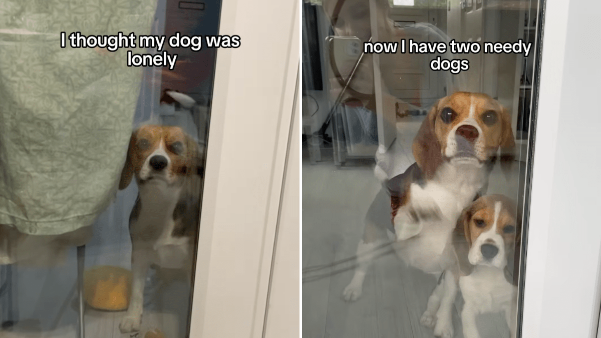 Video: Here’s How Dog Owner Ended up Adopting Two ‘Needy’ Beagles - DogTime