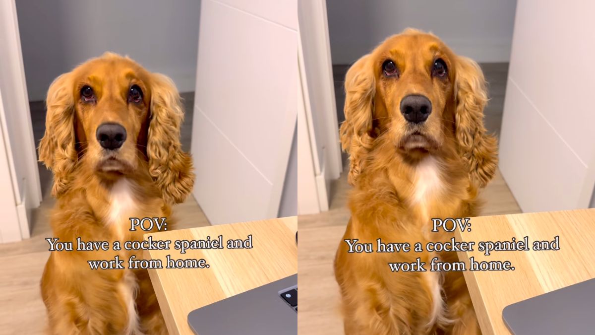 Video: Owner Shows What Work From Home With English Cocker Spaniel ...