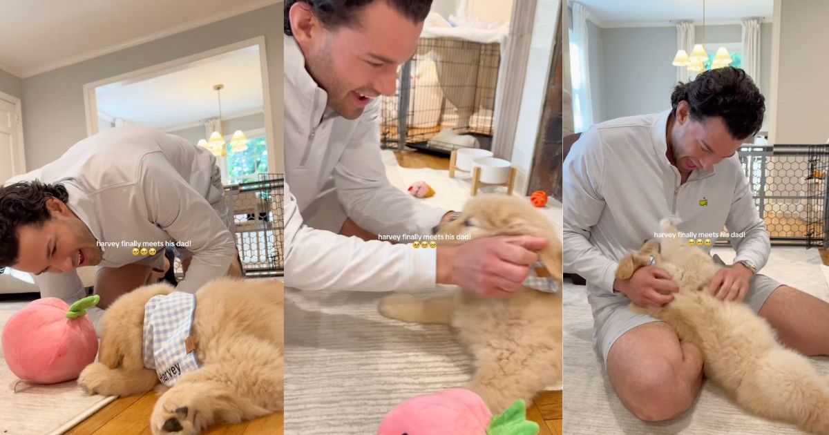 Video: Golden Retriever Puppy Instantly Warms up to Dad on Their First Meeting - DogTime