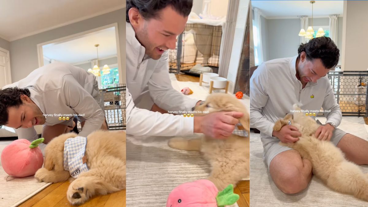 Video: Golden Retriever Puppy Instantly Warms up to Dad on Their First ...