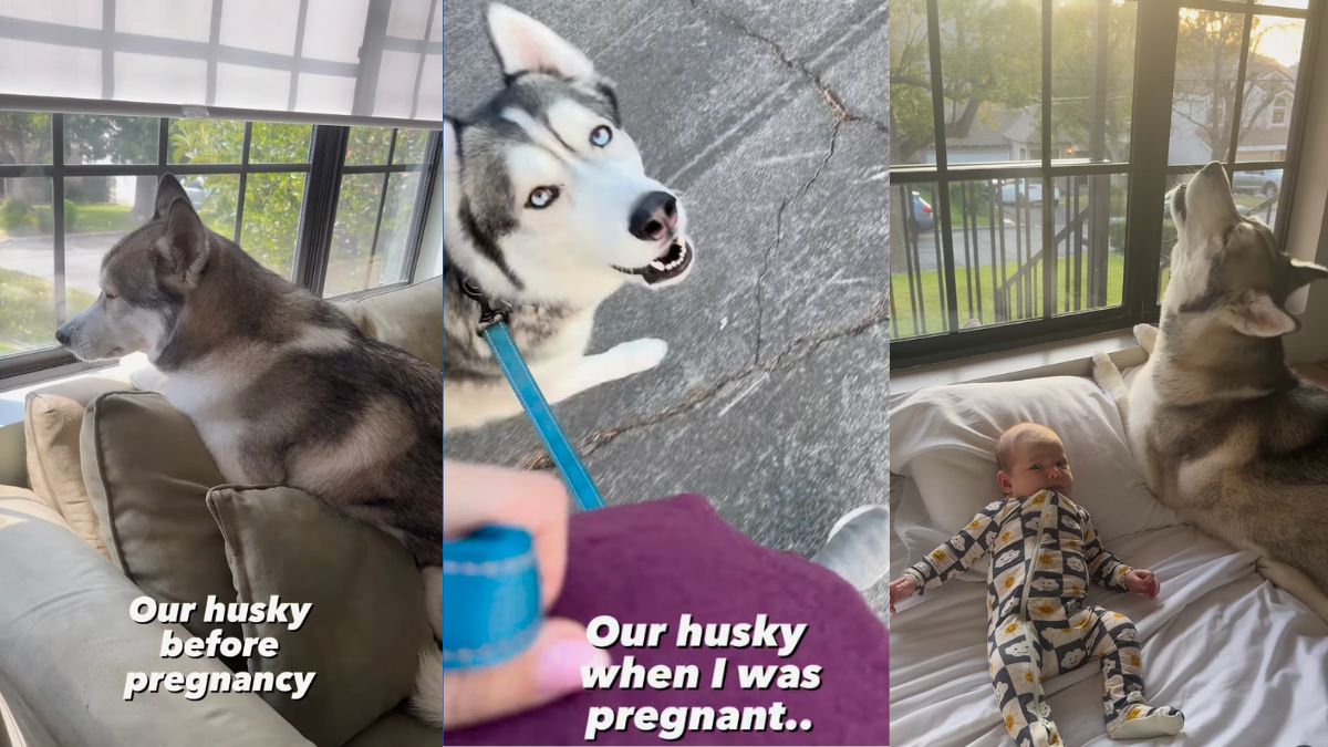 Video: ‘Vocal’ Husky Wants Pregnant Owner’s Baby To Know His Voice ...