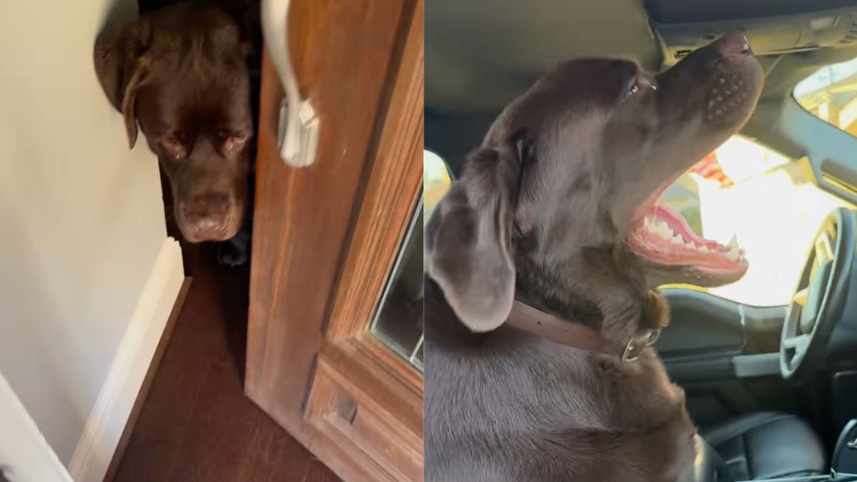 Video: Labrador Loves His Car Rides a Bit Too Much - DogTime