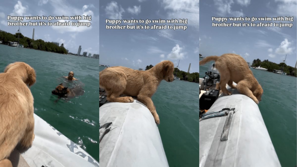 Video: Puppy Wants to Swim with Furry Sibling But Struggles to Jump ...