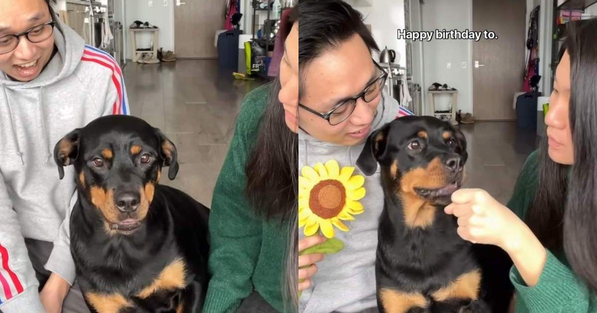 Video: Rottweiler Joins in Singing Dad’s Birthday Song