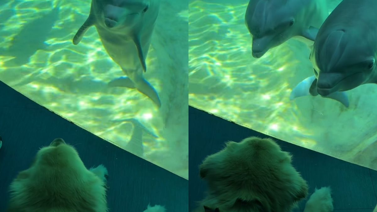 Video Shows What Happened When a Service Dog Met a Group of Dolphins