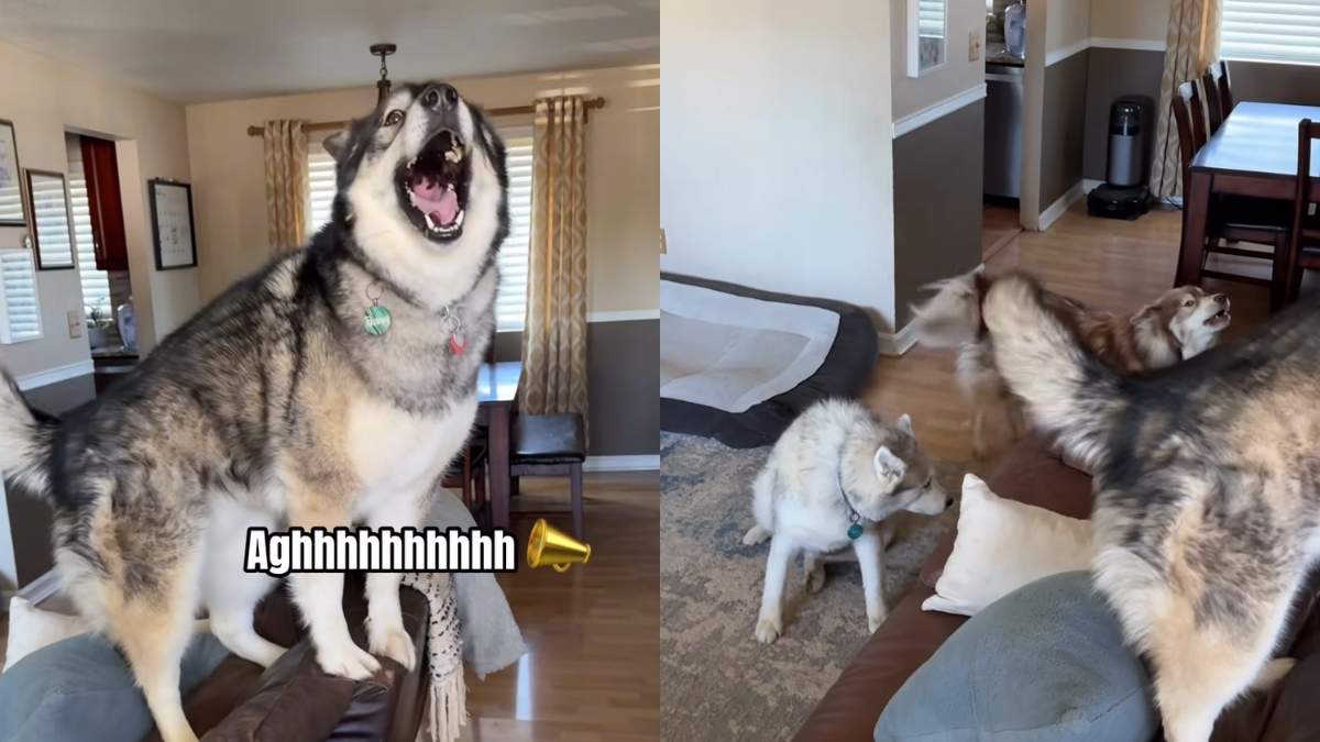 Video: Dogs Give Owner an Awoo-Filled Welcome That's Melting Hearts
