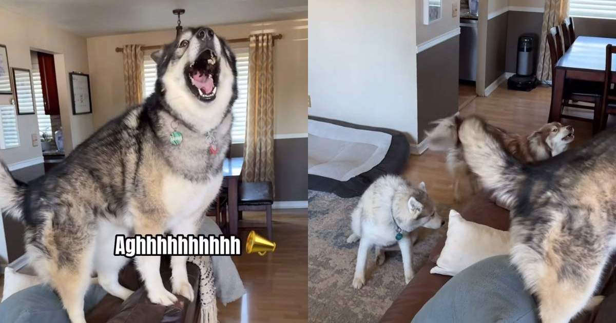 Video: Dogs Give Owner an Awoo-Filled Welcome That's Melting Hearts