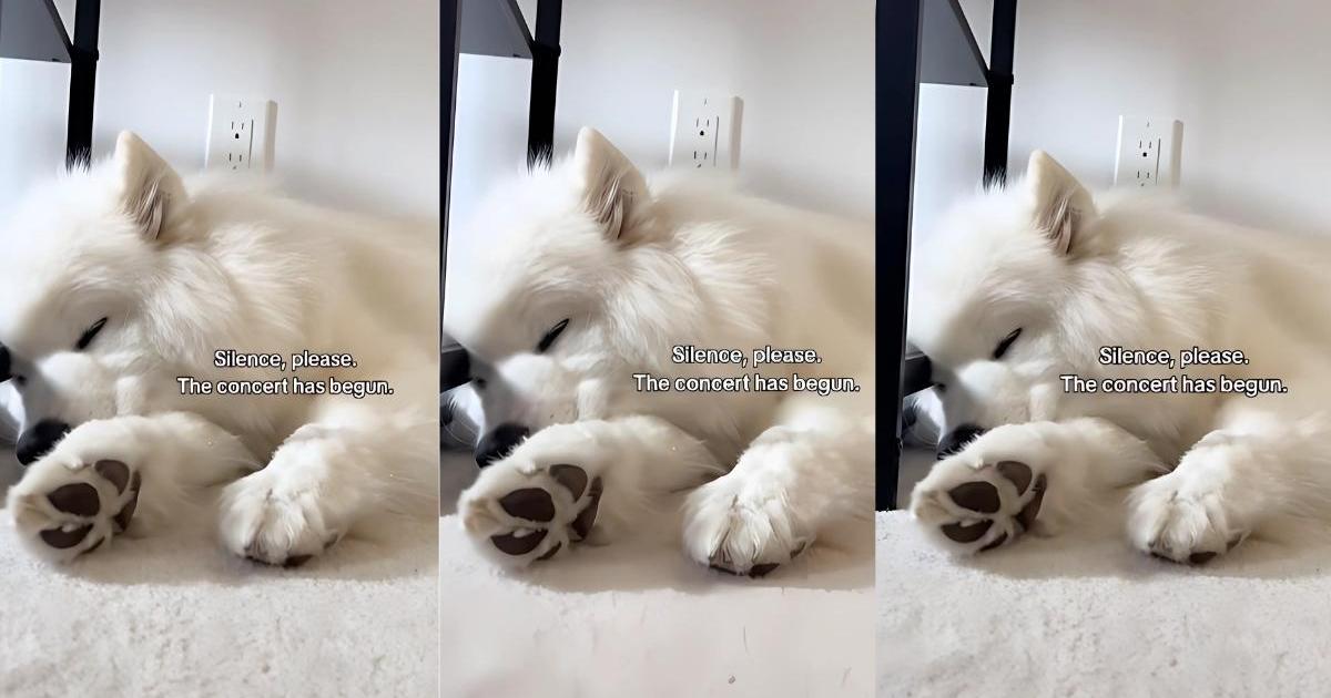 Video: Samoyed Skillfully Plays Piano in Sleep - DogTime