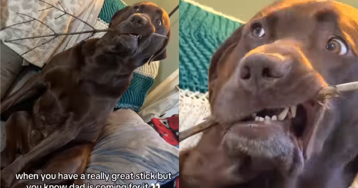 Video: Labrador Shows How Suspicious He Is of His Dad Stealing His ...