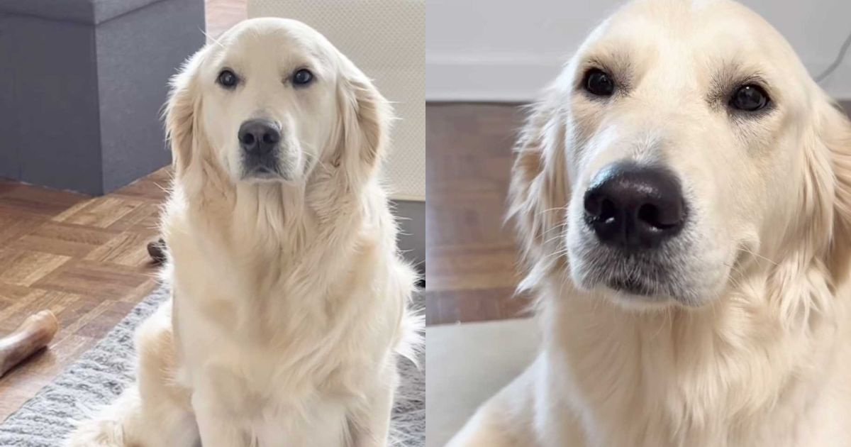 Video: Golden Retriever Lets Out a Suspicious Smile as a Sign of ...
