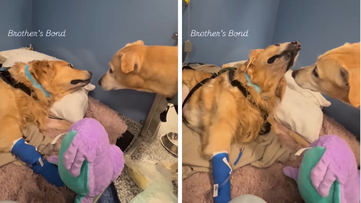 Video: Dog Makes an Effort to Greet Furry Sibling After Spending Days ...
