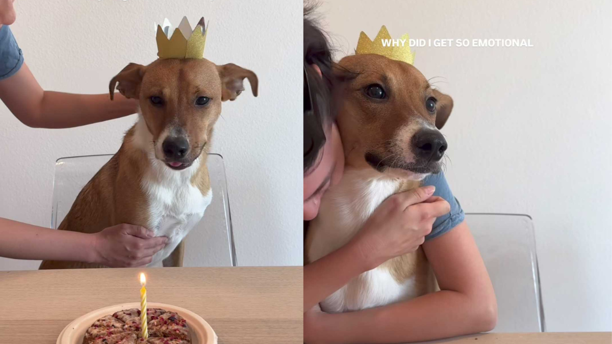 Video: ‘Foster Fail’ Dog’s First Birthday Makes Owner Overly Emotional ...