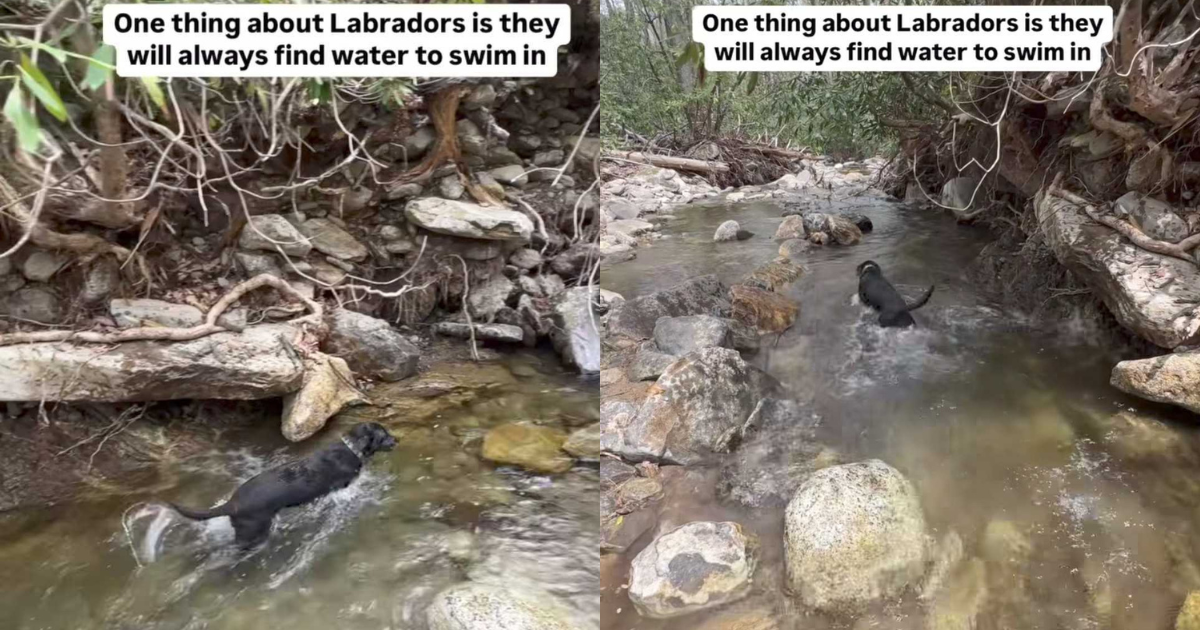 Video: Owner’s Labrador Has a Rather Special Relationship With Water ...