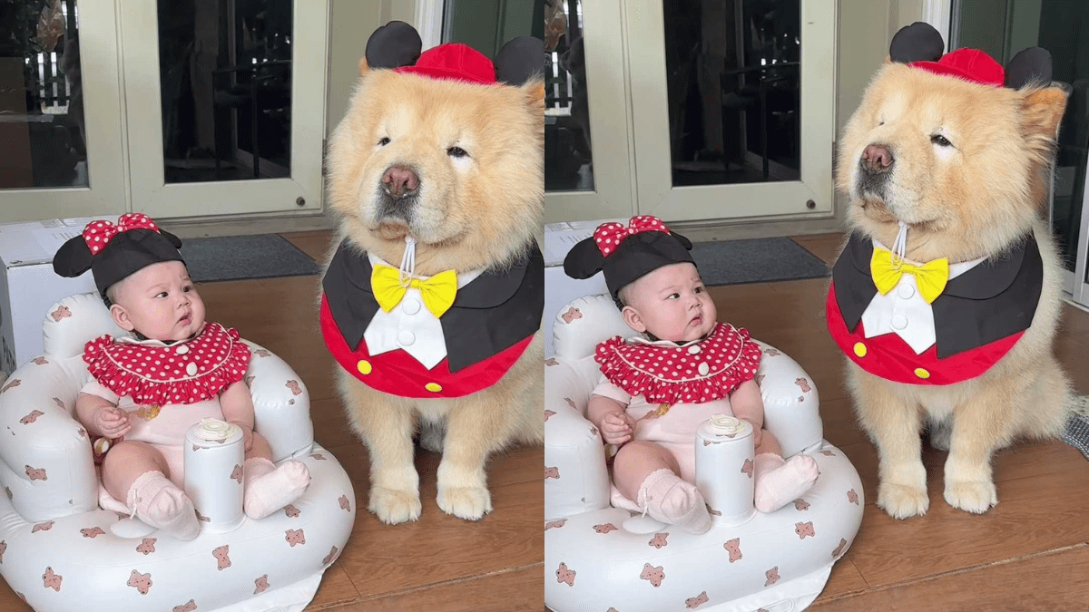 Video: Chow Chow Is ‘Floofy’ Mickey Mouse in Matching Outfits With Baby ...