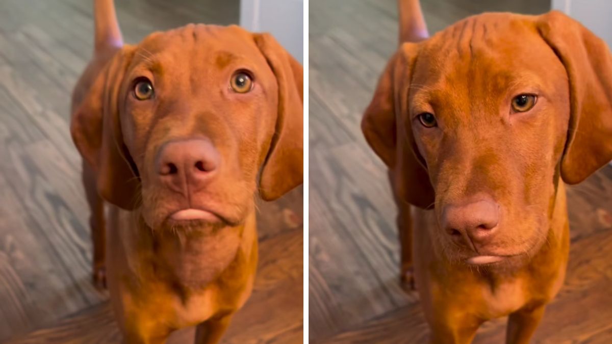 Video: Vizsla Puppy Pouts When It’s Time for Owner To Go To Work - DogTime