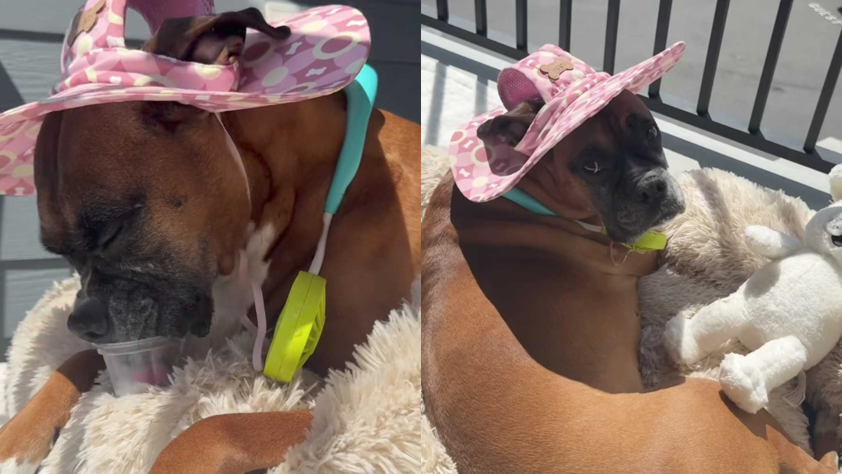 Video: Boxer Stays True to Her ‘Princess’ Title With Sunkissed Outing ...