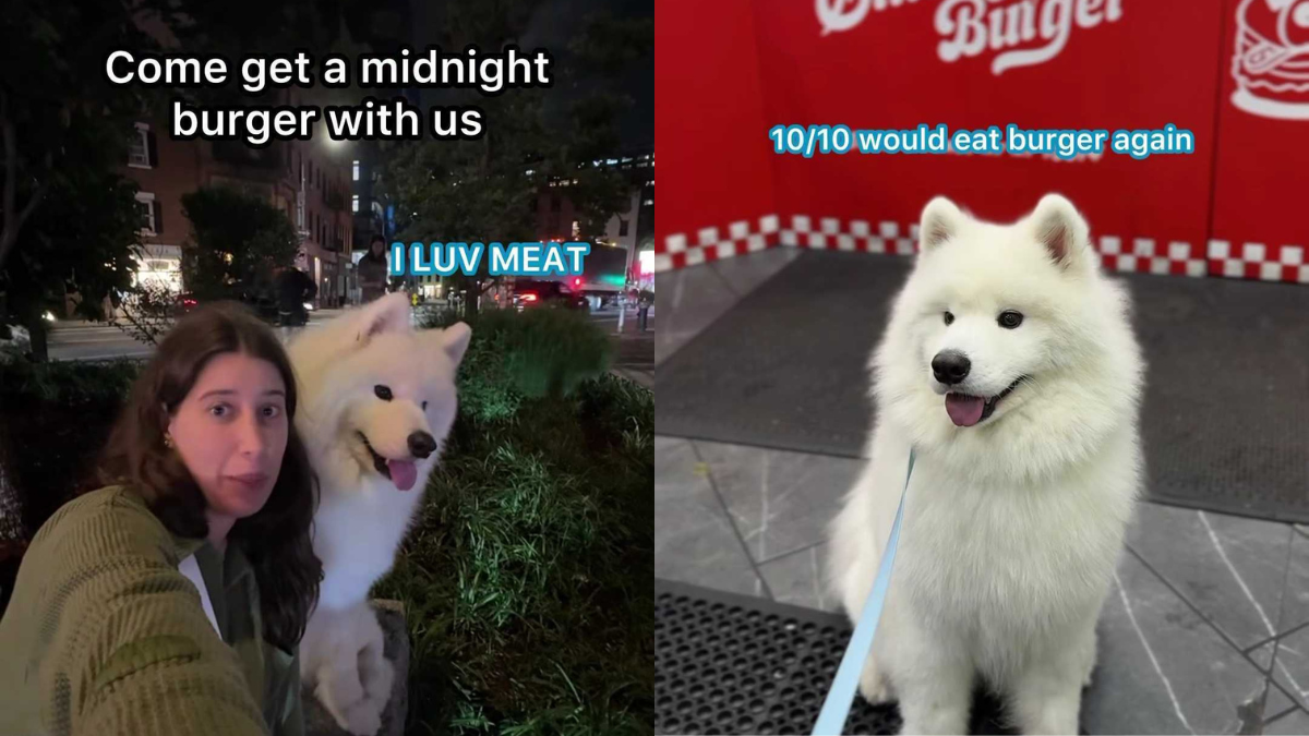 Video: Samoyed Has His 1st Burger & Instantly Falls in Love - DogTime