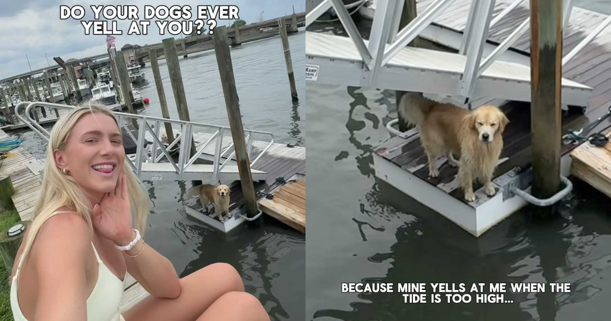 Video: Clam-Catching Dog 'Yells' at Mom Because the Tide Is Too High ...
