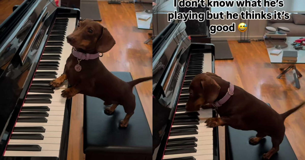Video: Dachshund Plays Piano So Good Owner Asks for a ‘Record Deal ...