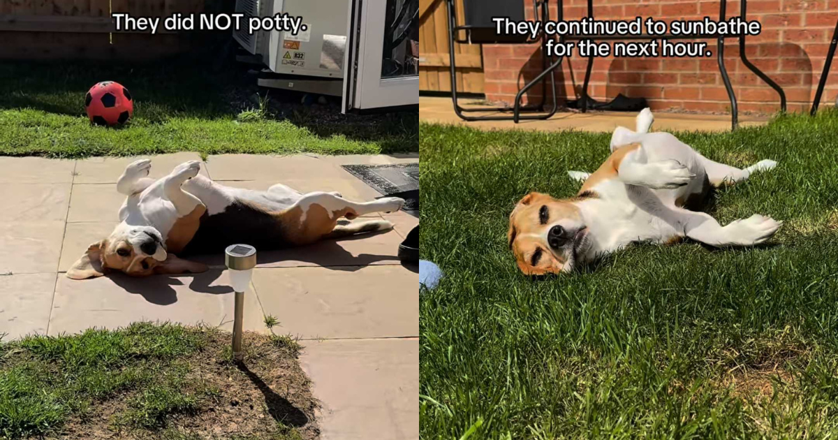 Video: Owner Proves Beagle Siblings Are the ‘Biggest Sun Worshippers ...