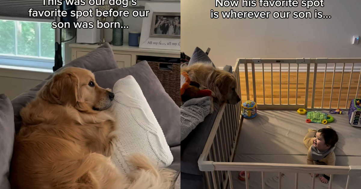 Video: Golden Retriever Changes His ‘Favorite Spot’ After Toddler ...