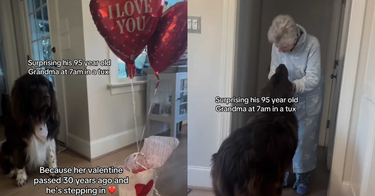 Video: Dog Steps in as Grandma’s Valentine & Surprises Her With a Tux ...